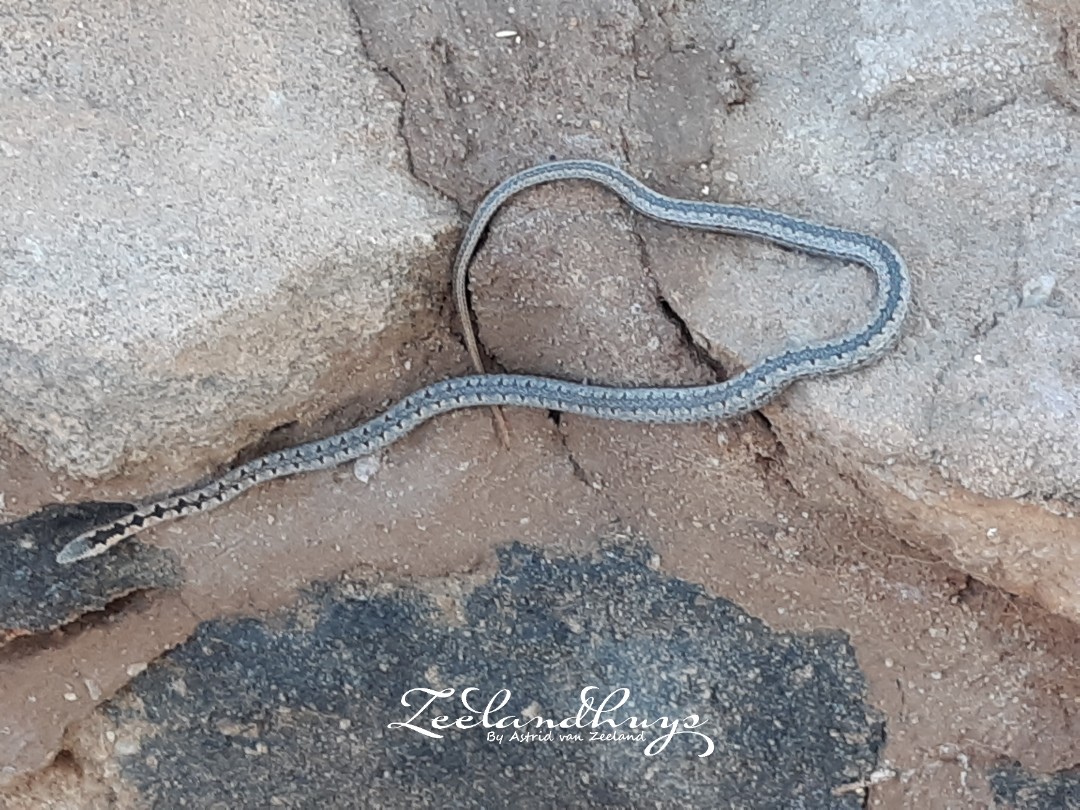 Het Ananas mysterie – Zeelandhuys